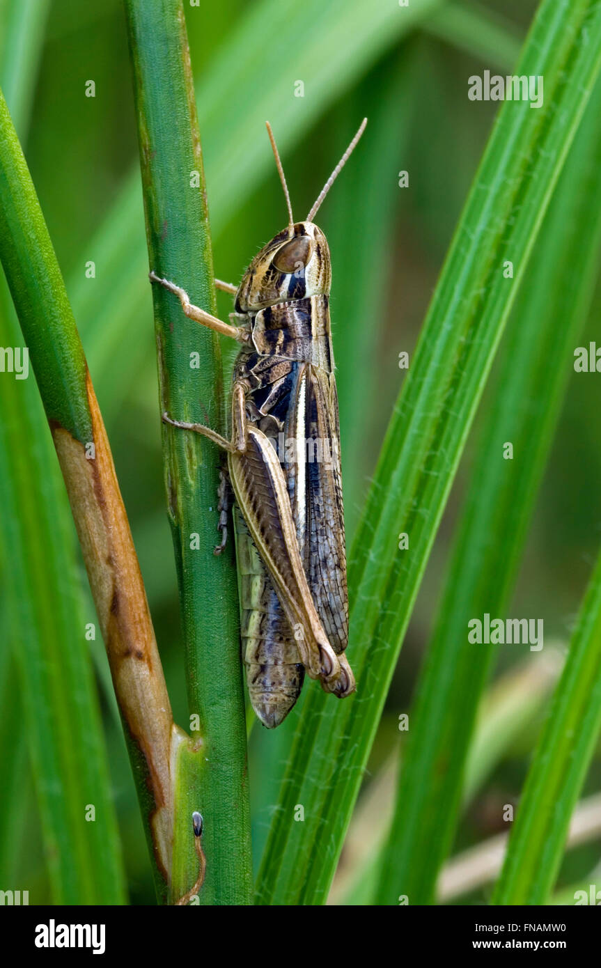 Straw-coloured grasshopper / Jersey Grasshopper (Euchorthippus ...