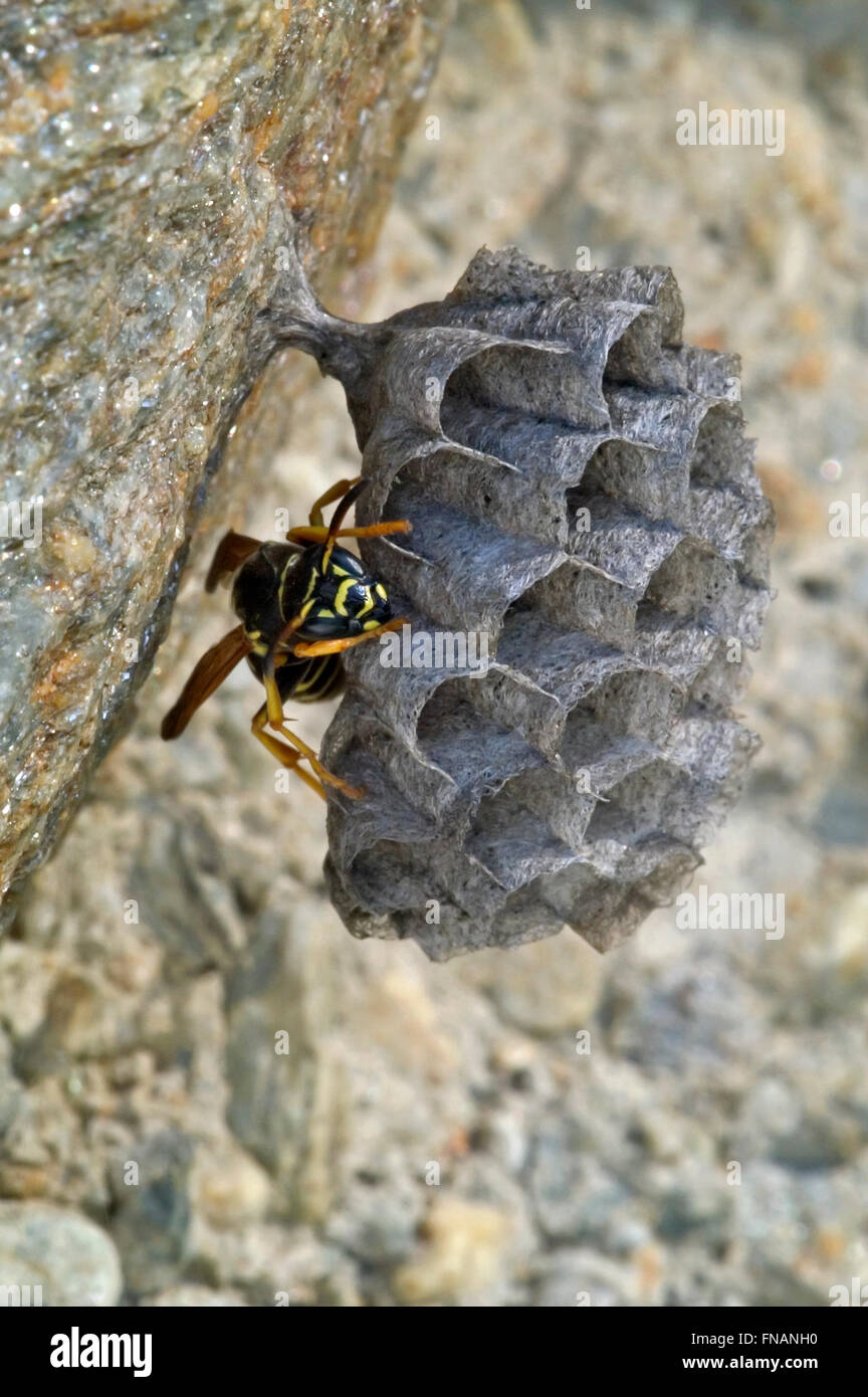European paper wasp (Polistes dominula / Polistes dominulus / Polistes ...