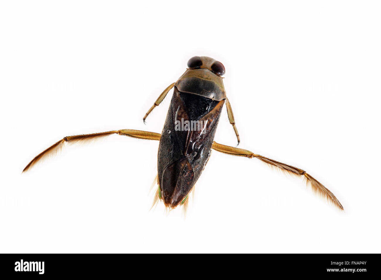 Water boatmen insect uk Cut Out Stock Images & Pictures - Alamy
