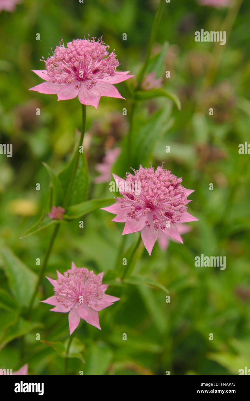 Flower in the Caucasus, near Becho, Upper Svaneti, Georgia Stock Photo ...