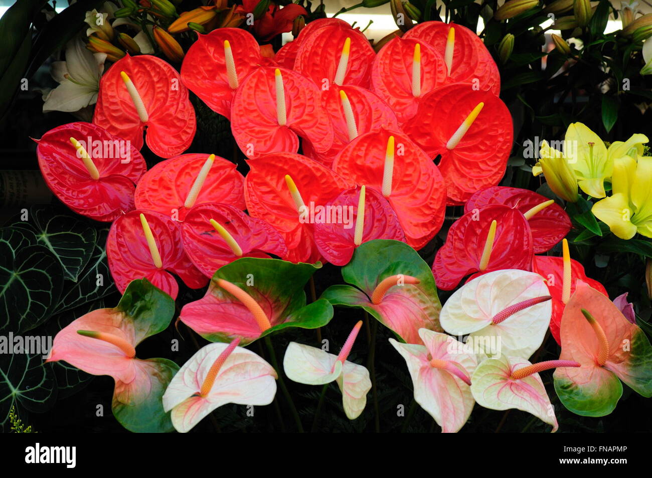 Phallic plants hi-res stock photography and images - Alamy