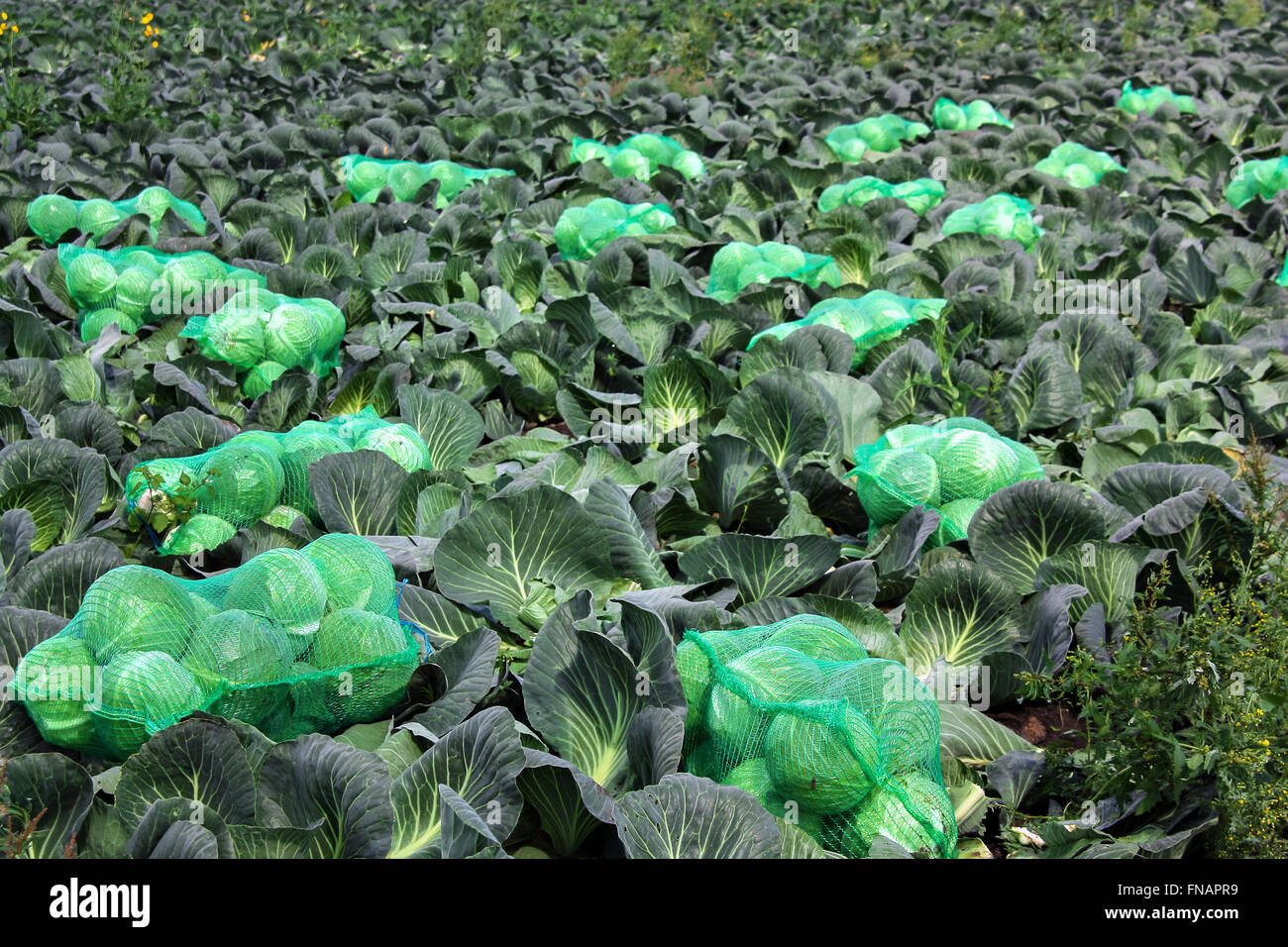 Lush cabbage field in hi-res stock photography and images - Alamy
