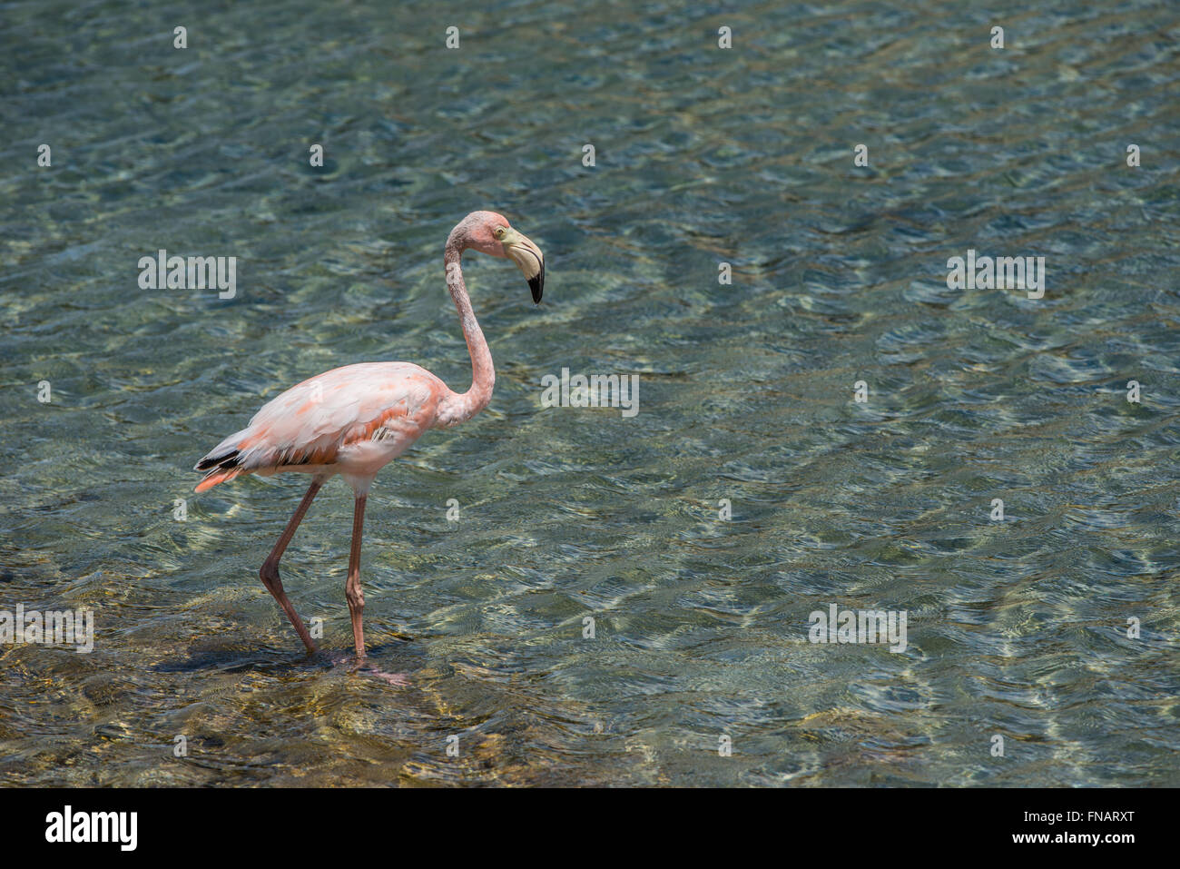 Wetlands of Bonaire Island and the largest Flamingo Colony in the ...