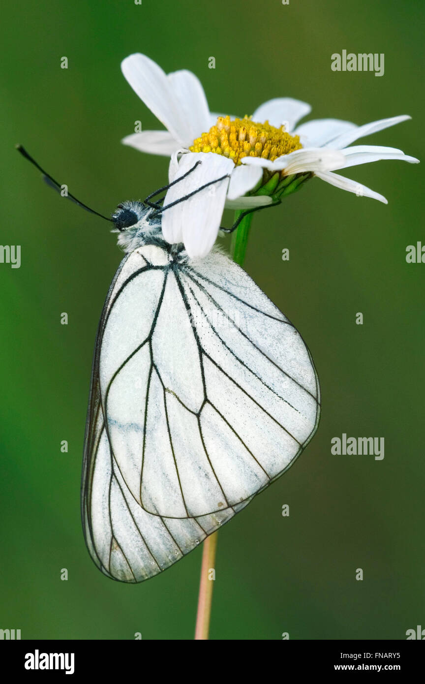 Black-veined white butterfly (Aporia crataegi) hanging under flower ...