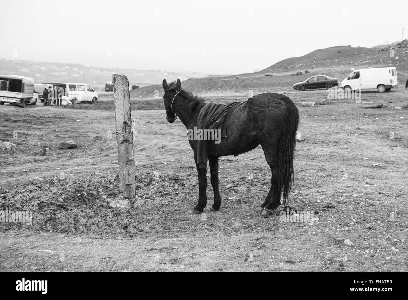 Tethered Animal High Resolution Stock Photography and Images - Alamy