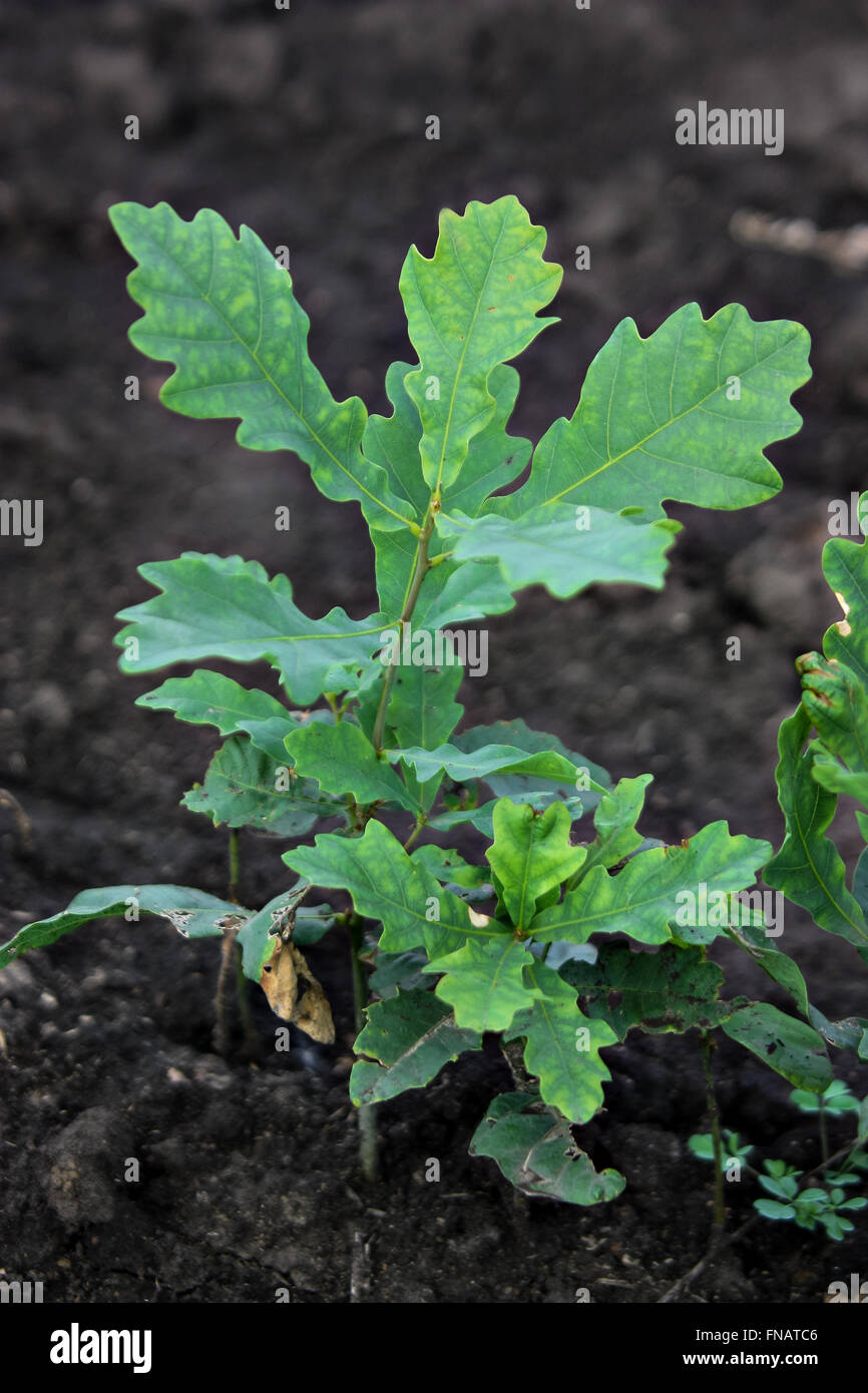Young oak sprout in the ground Stock Photo - Alamy