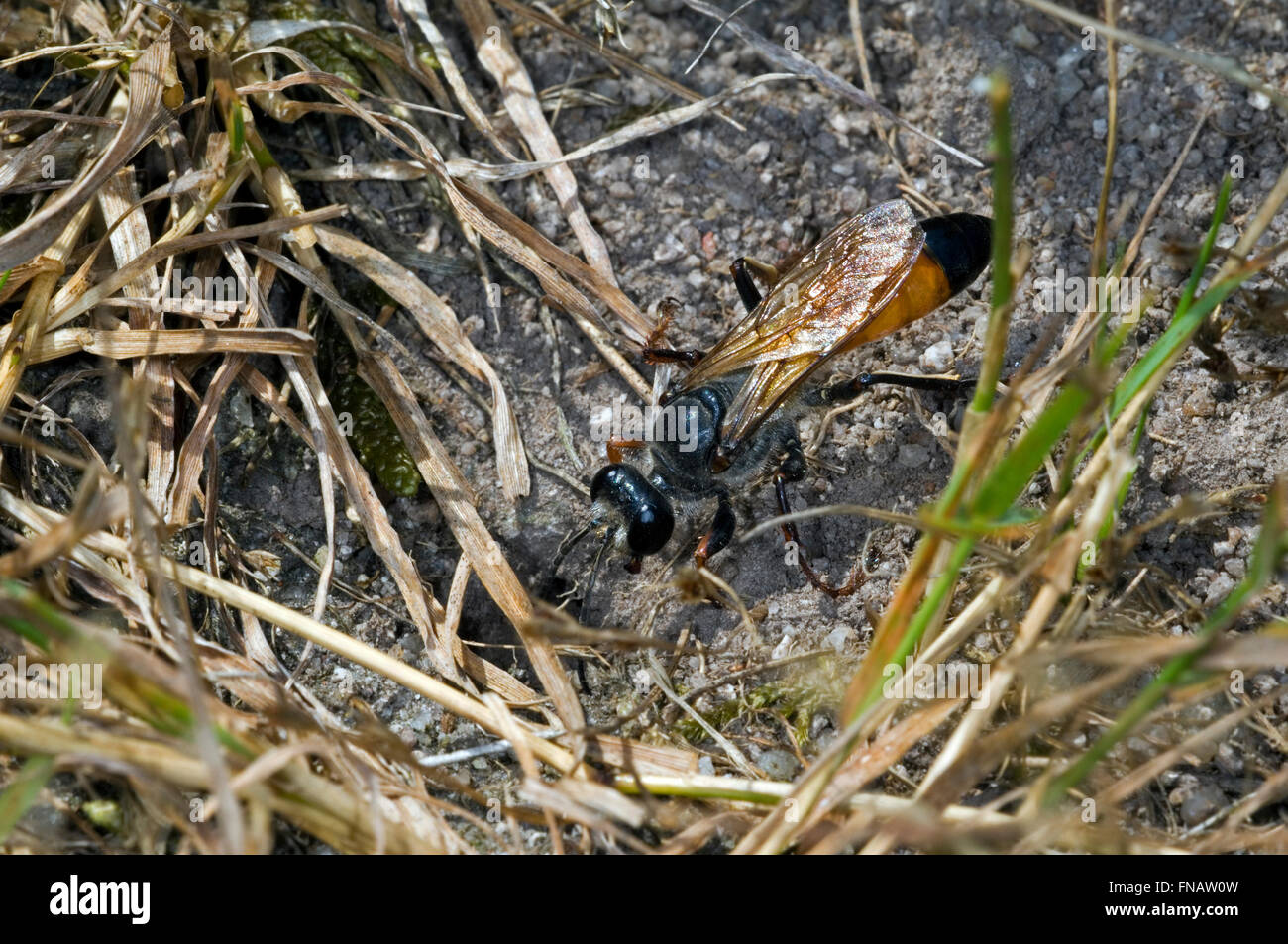 Digger wasps hi-res stock photography and images - Alamy