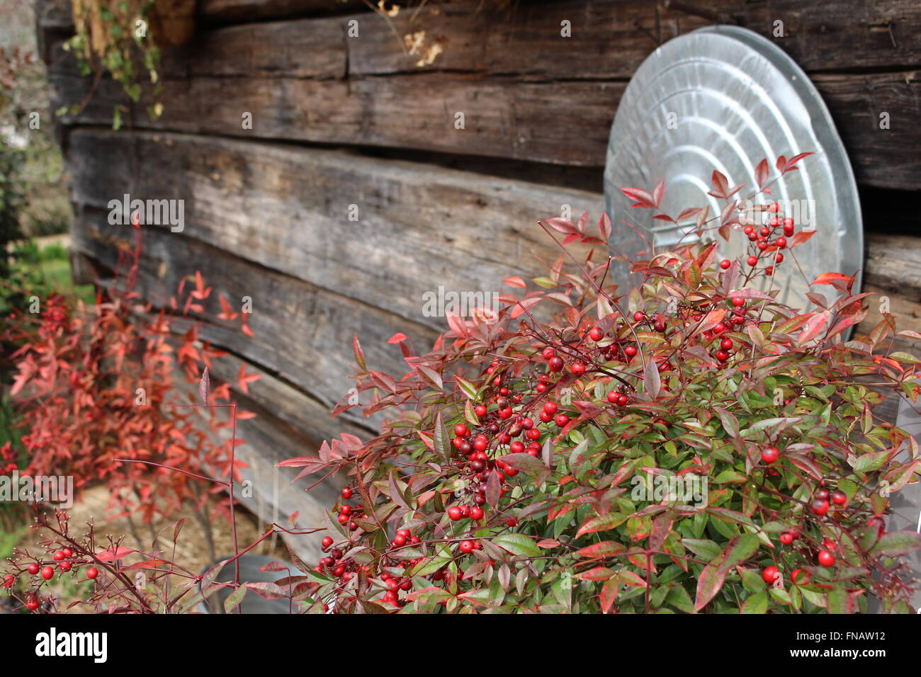 Spring of holly hi-res stock photography and images - Alamy