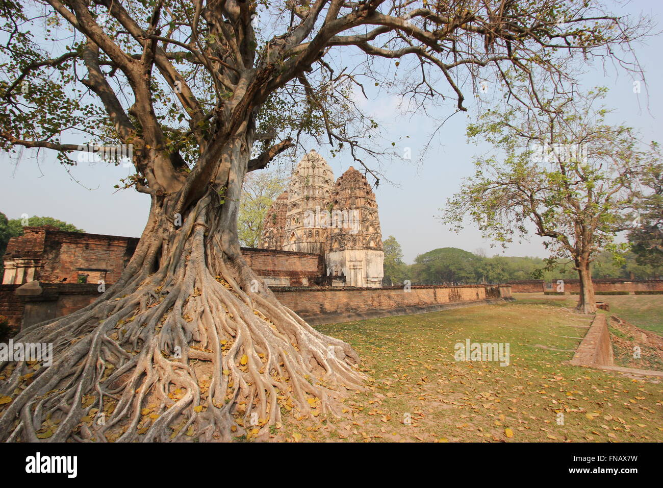 A thousand year old tree, Wat Si Sawai Temple, Sukhothai Historical ...