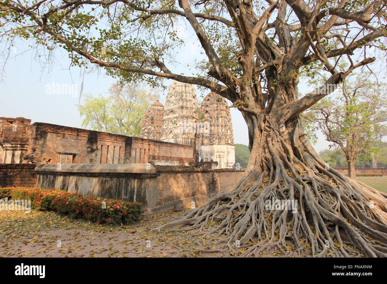 A thousand year old tree, Wat Si Sawai Temple, Sukhothai Historical ...