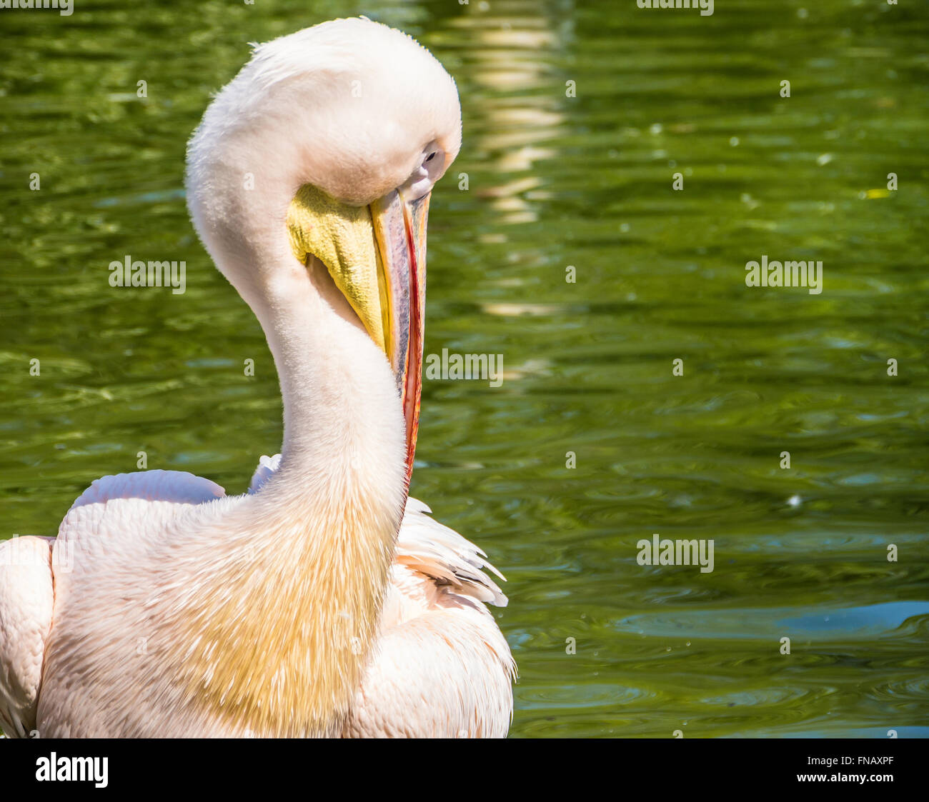 Pink pelican hi-res stock photography and images - Alamy