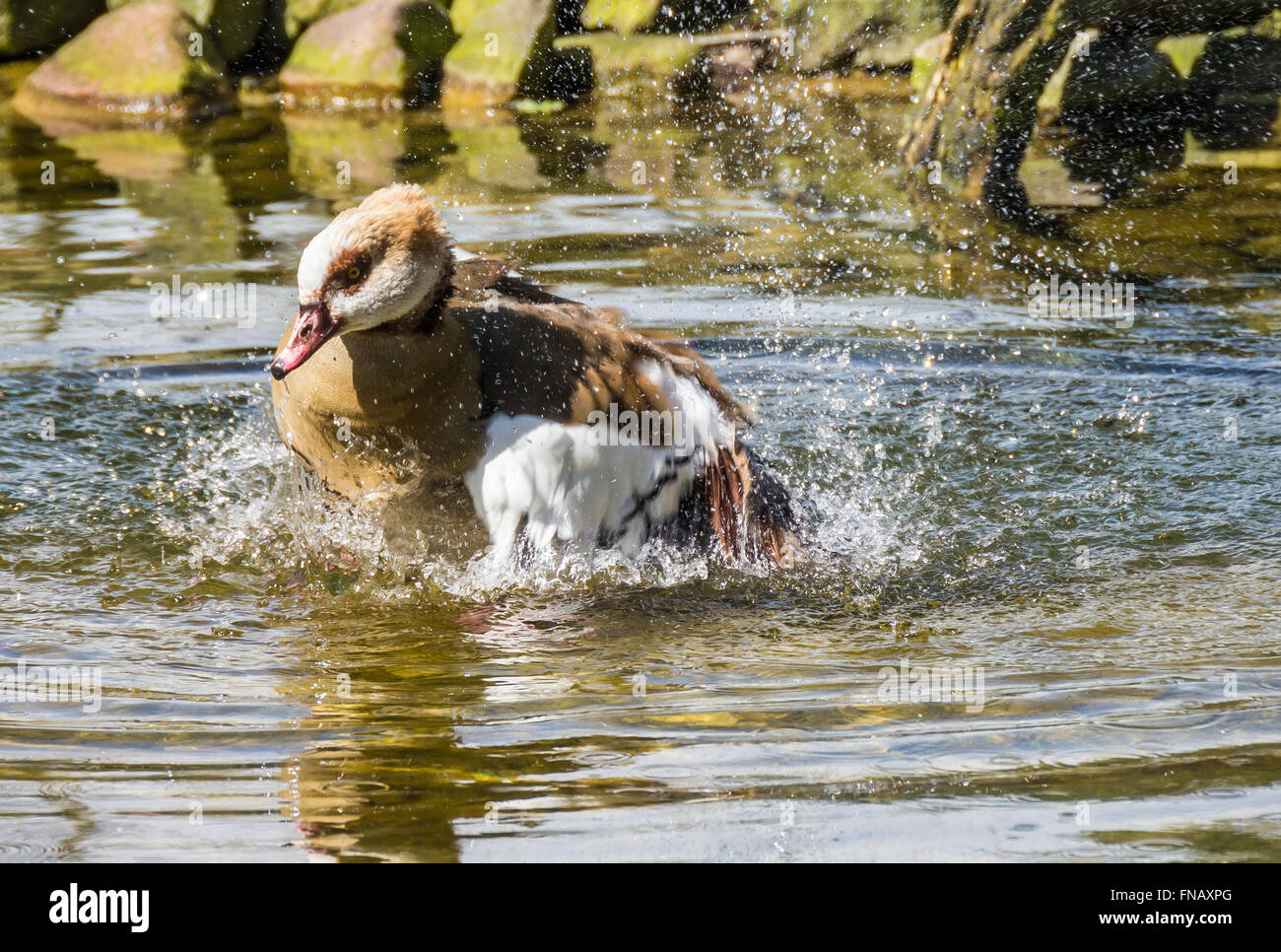 Canard hi-res stock photography and images - Alamy