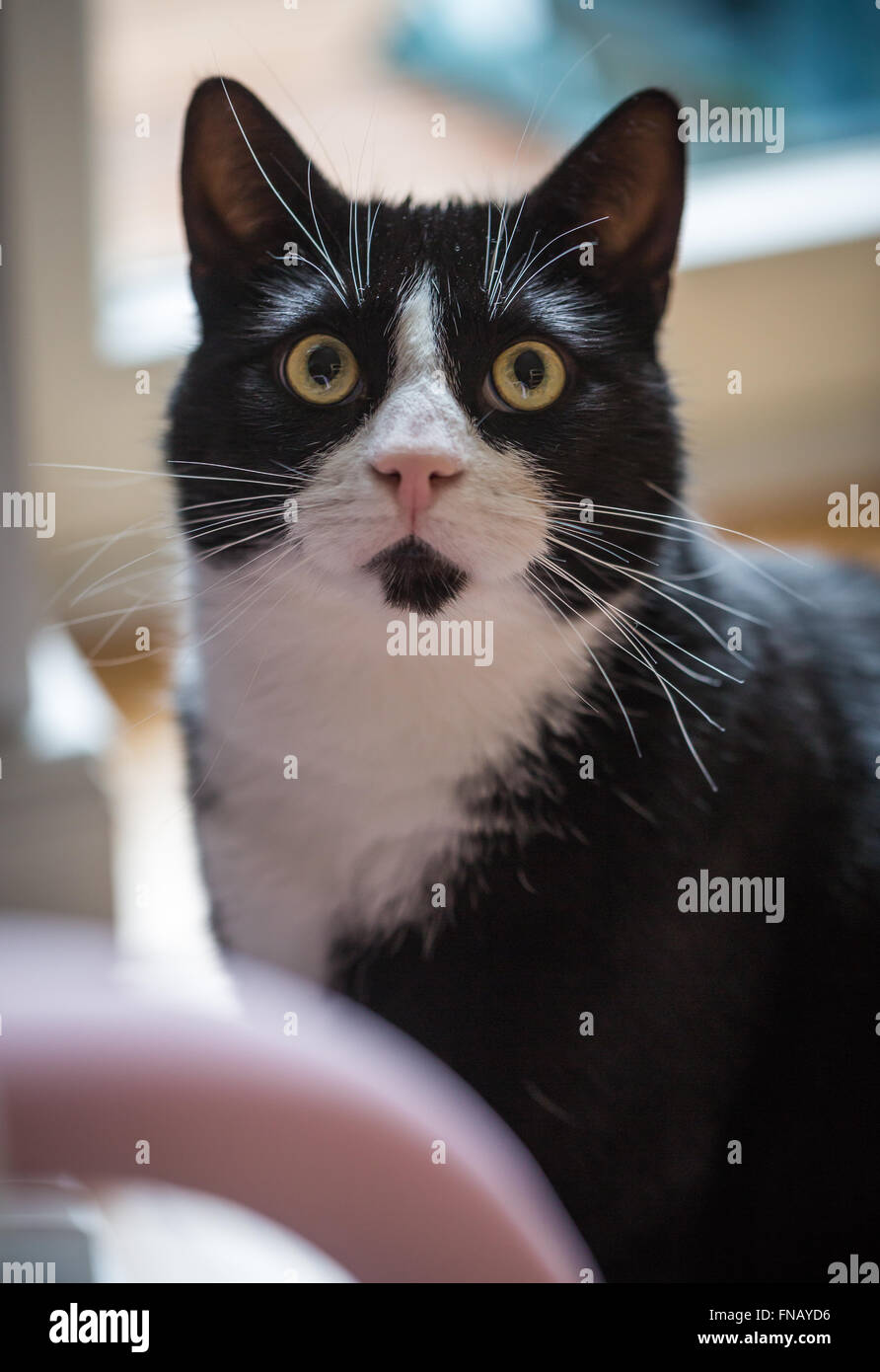 Cat looking at camera Stock Photo - Alamy