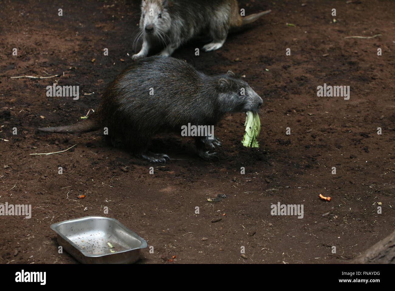 Cuban tree rat hi-res stock photography and images - Alamy
