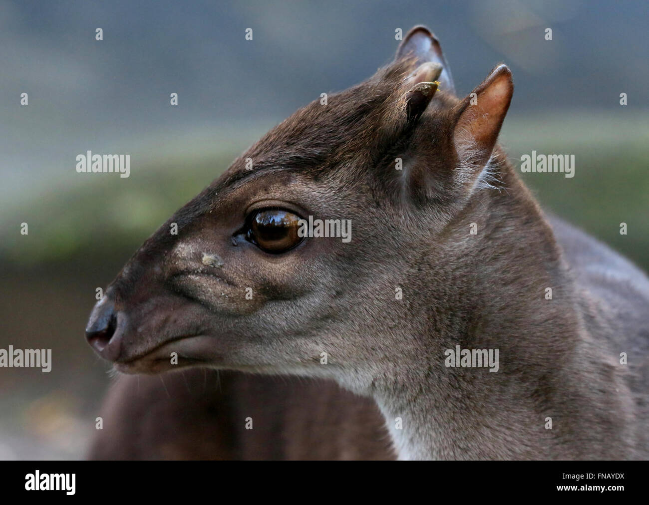 Blauducker hi-res stock photography and images - Alamy