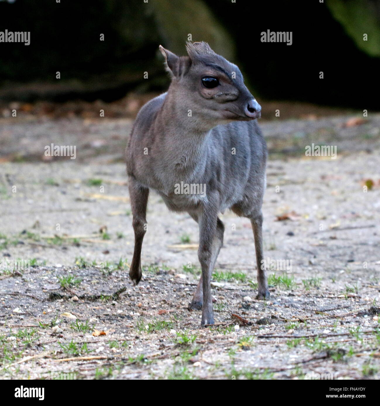 Blue duiker cephalophus monticola hi-res stock photography and images ...