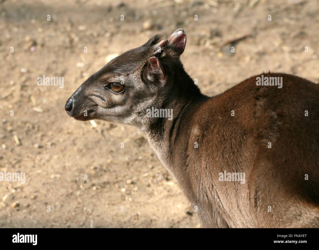 Male South African Blue Duiker antelope (Cephalophus monticola ...