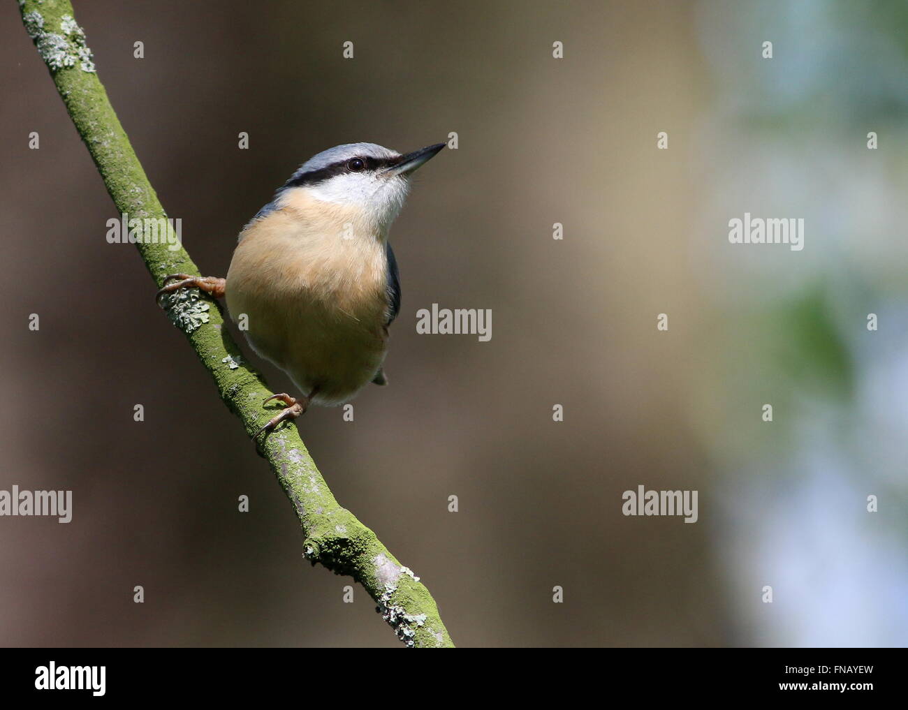 European posing hi-res stock photography and images - Alamy