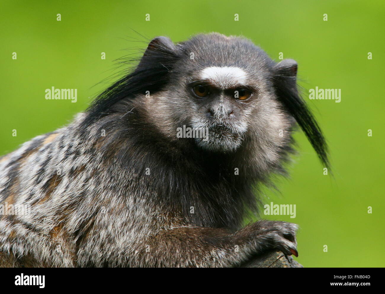 Black tufted ear marmoset (Callithrix penicillata), native to the Stock ...
