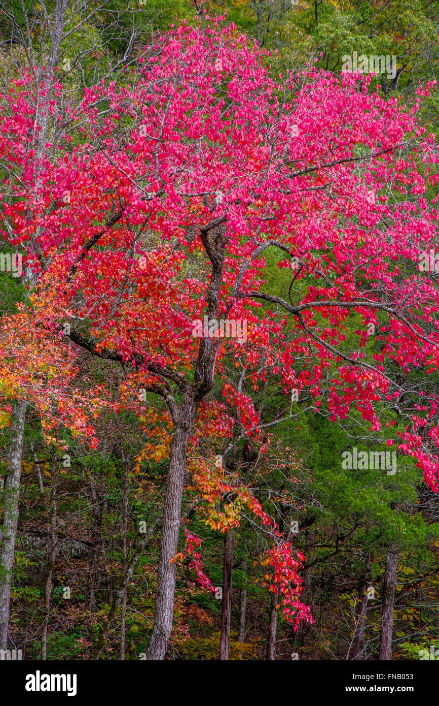 Oaktree hi-res stock photography and images - Alamy