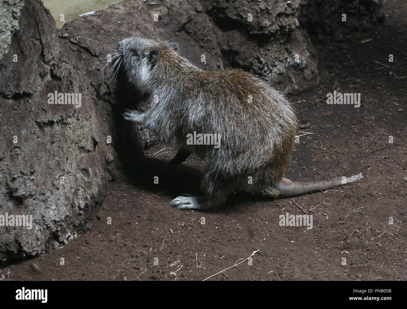 Cuban hutia baby hi-res stock photography and images - Alamy
