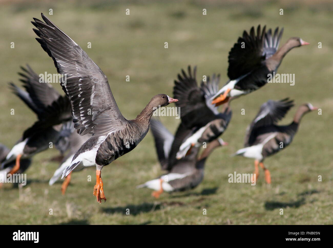 Eurasian white fronted goose hi-res stock photography and images - Alamy