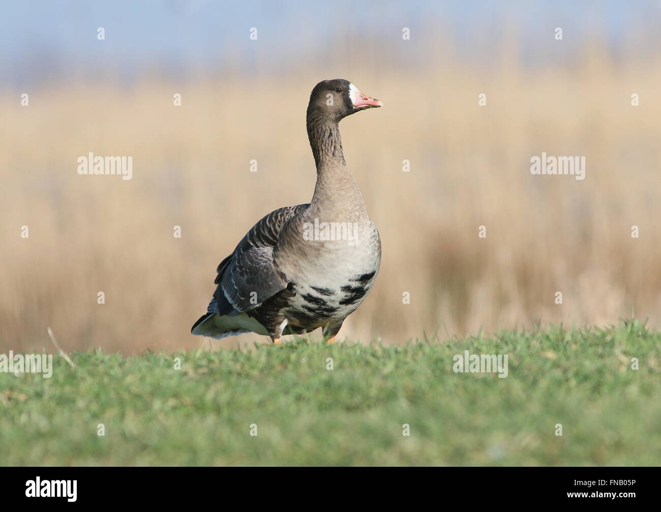 Eurasian white fronted goose hi-res stock photography and images - Alamy
