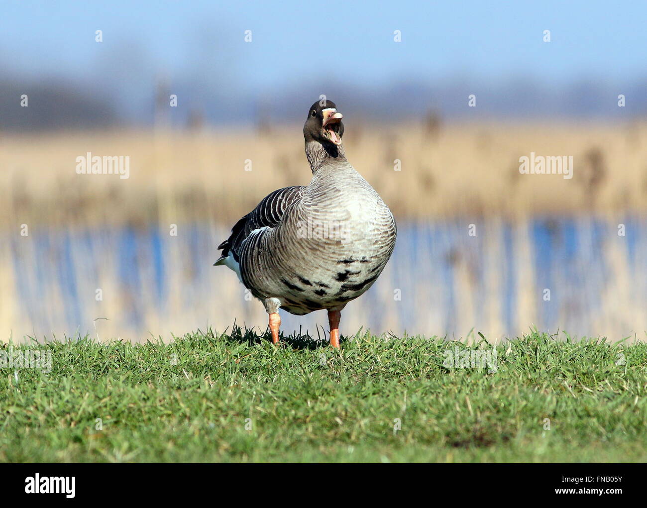 Eurasian white fronted goose hi-res stock photography and images - Alamy