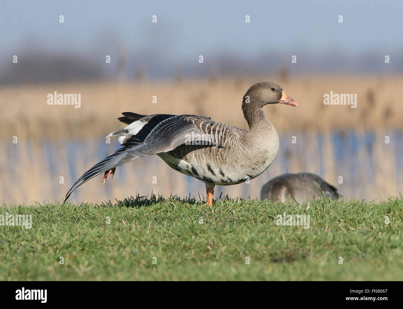 Eurasian white fronted goose hi-res stock photography and images - Alamy