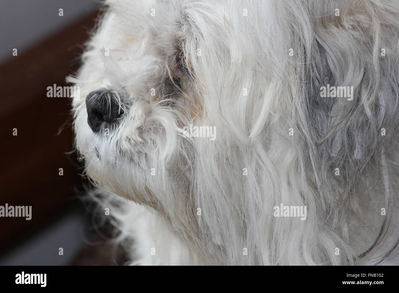 Side view of head of a cute, long haired white dog Stock Photo - Alamy