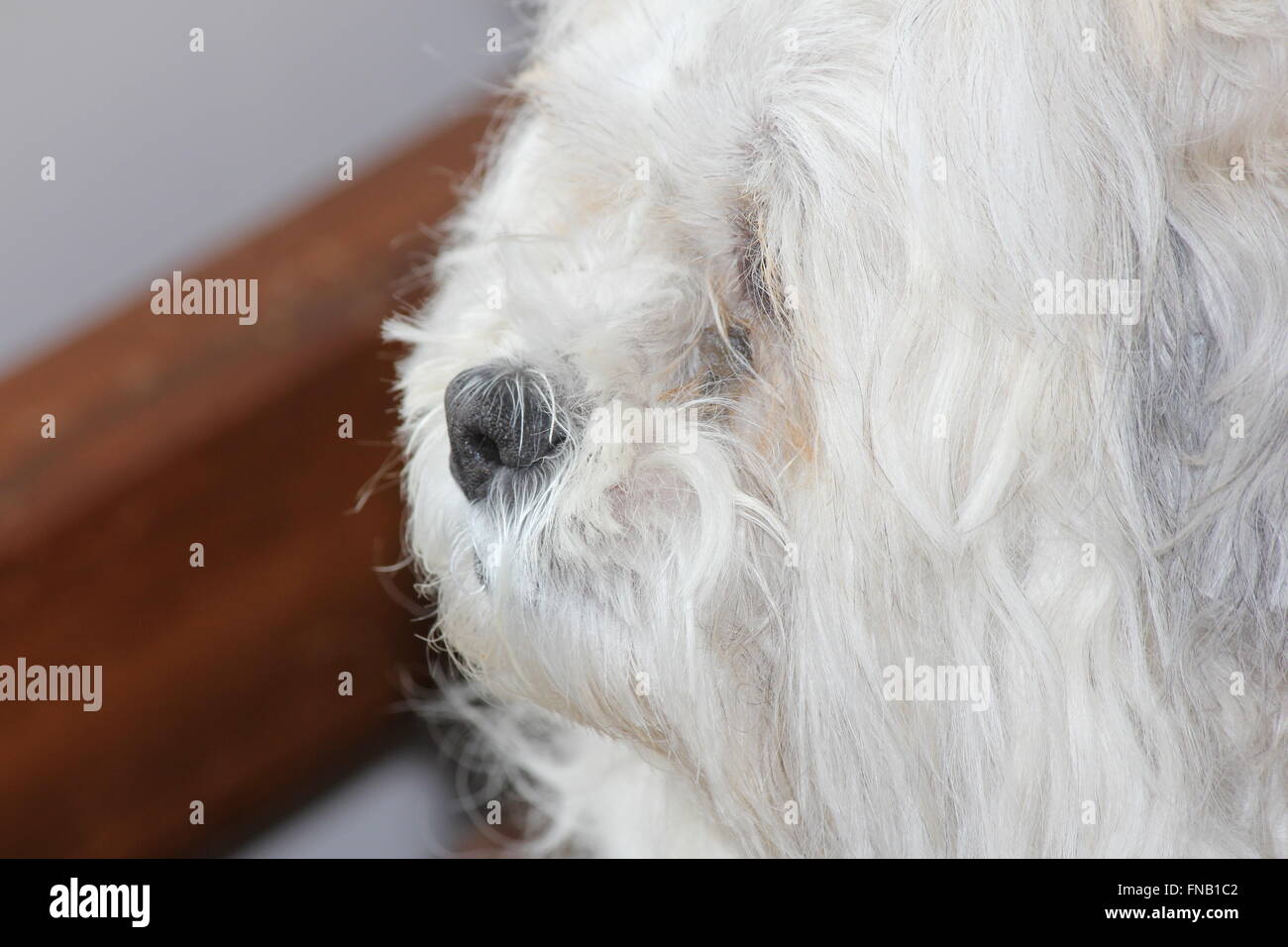 Side view of head of a cute, long haired white dog Stock Photo - Alamy