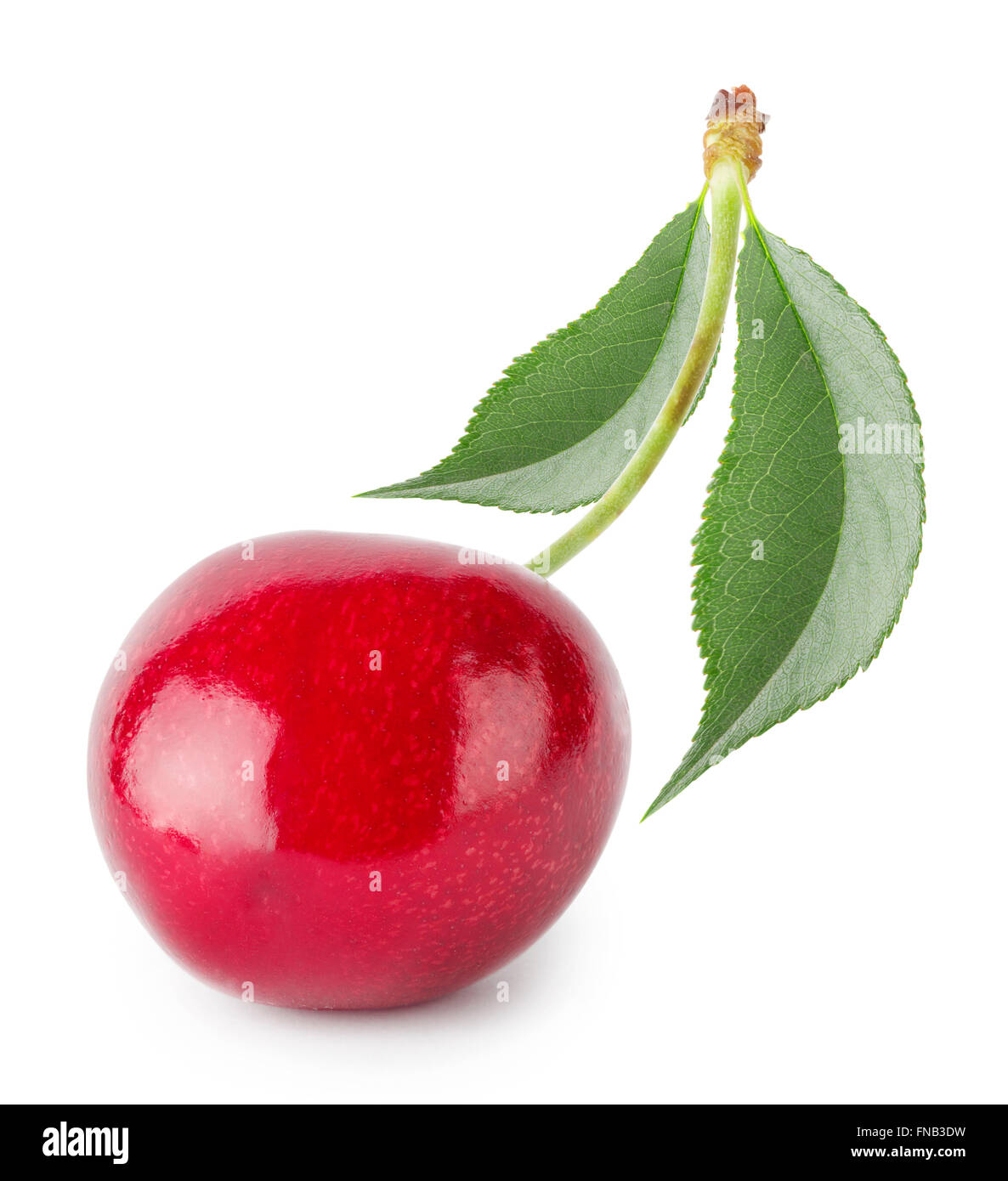 Bright ripe cherry with leaves isolated on white background Stock Photo ...