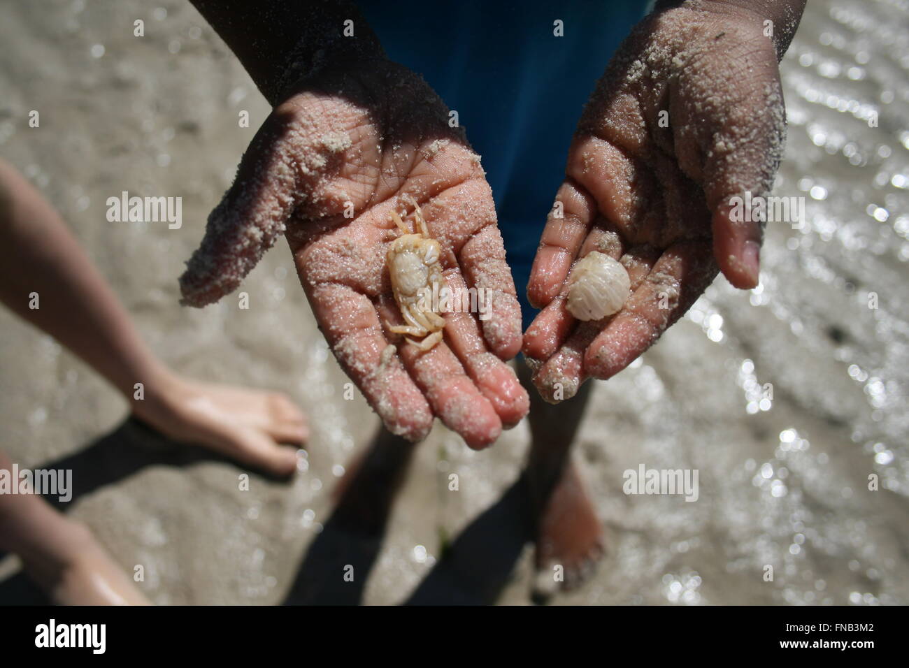 Hands holding shells beach hi-res stock photography and images - Alamy