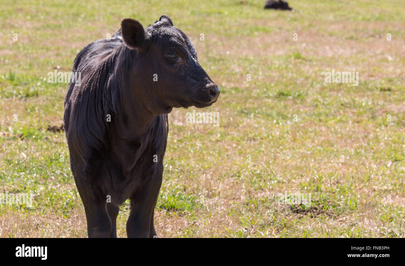 a Cow on a beef farm Stock Photo - Alamy