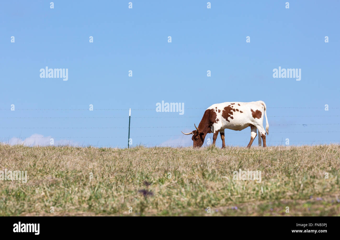 a Cow on a beef farm Stock Photo - Alamy
