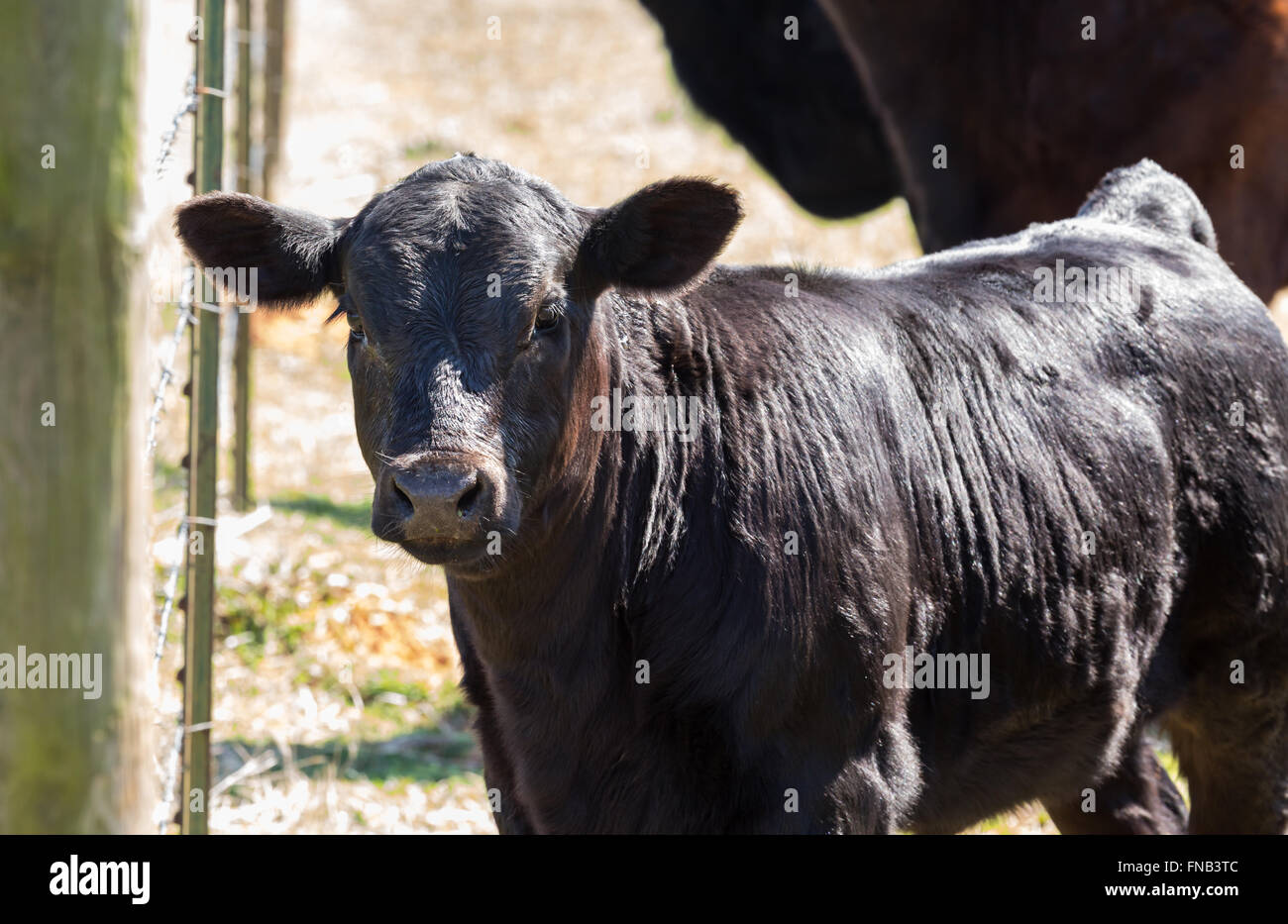 a Cow on a beef farm Stock Photo - Alamy