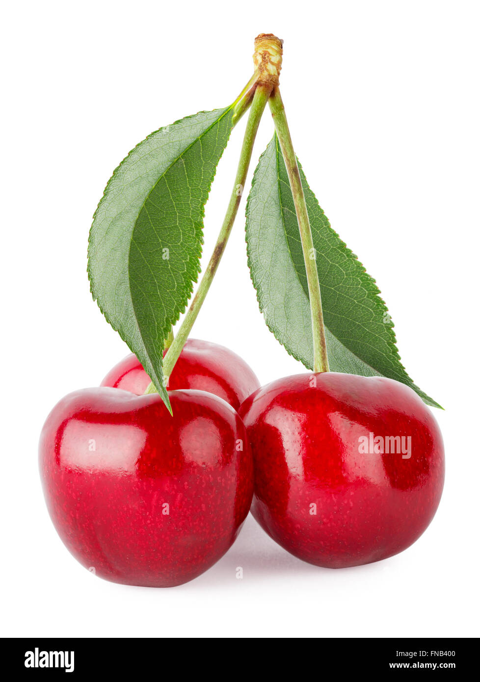 Three ripe cherries with leaves isolated on white background Stock ...