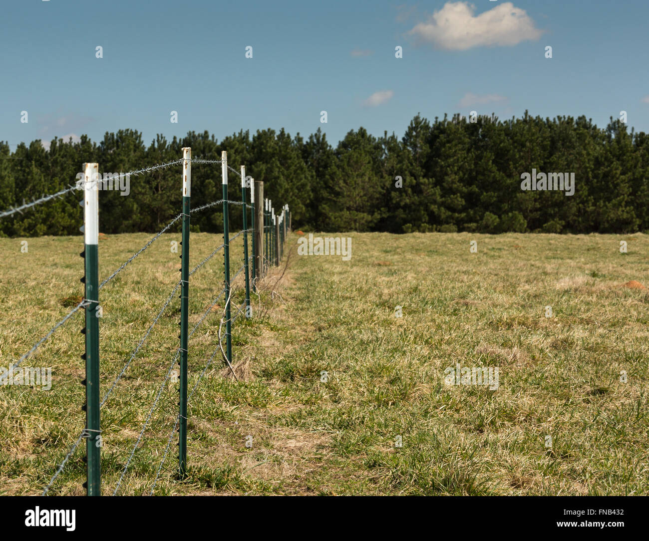 cattle farm land pasture Stock Photo - Alamy