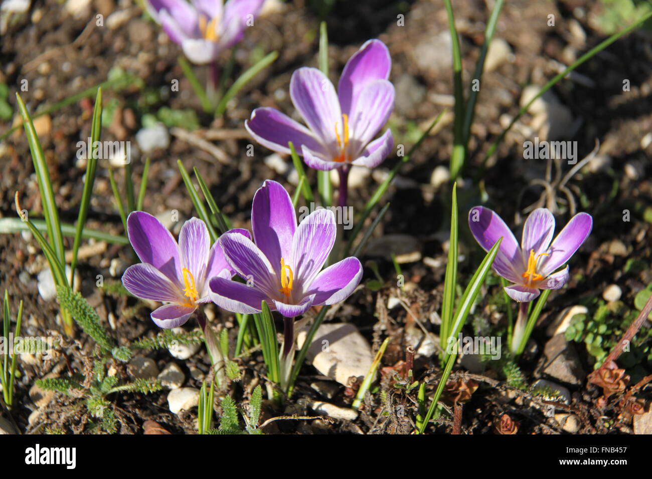 Group of Purple Crocus flowers with sunshine on striped petals with ...