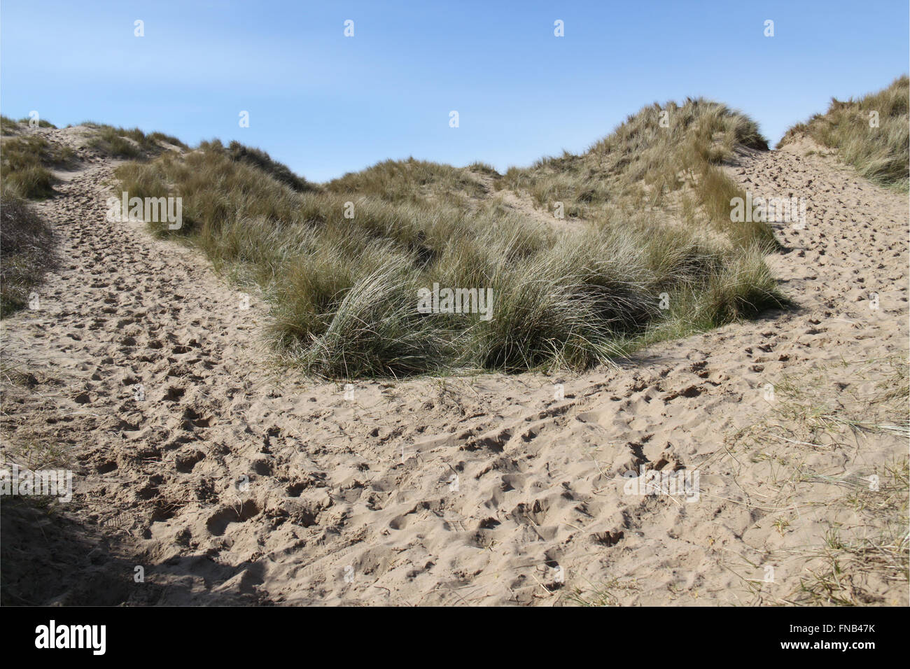 uphill view of two footpaths through grassy sand dune with footprints ...