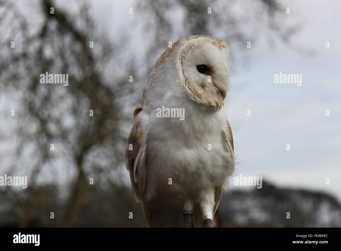 Side profile of owl hi-res stock photography and images - Alamy