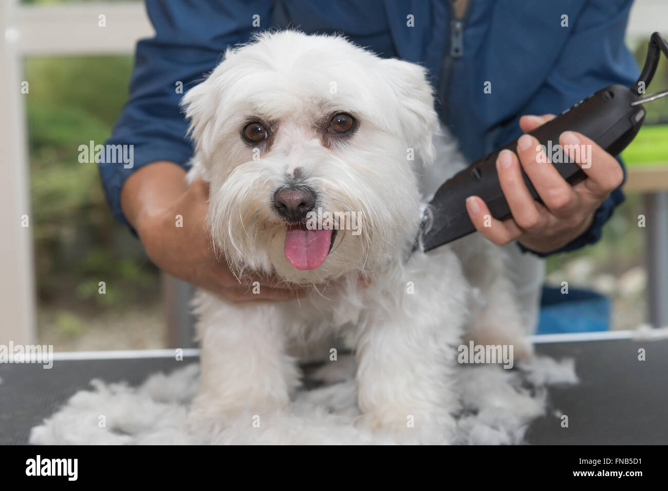 Caninebreed hi-res stock photography and images - Alamy