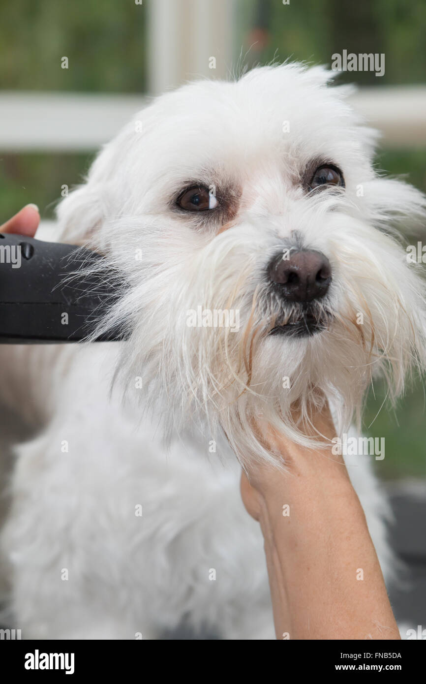 The cute white Maltese dog is grooming by groomer with a electric razor ...
