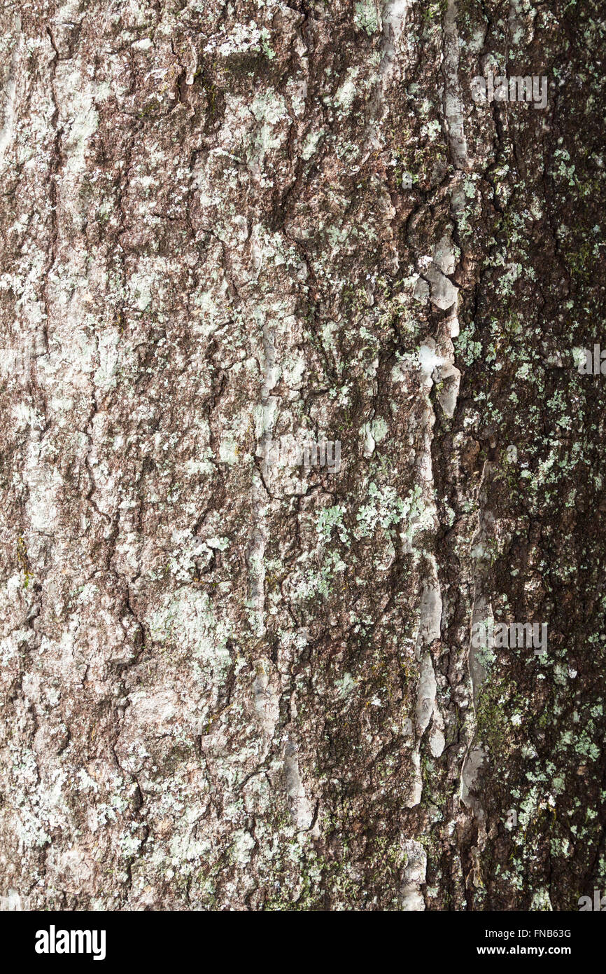 Wood and tree texture or background Stock Photo - Alamy