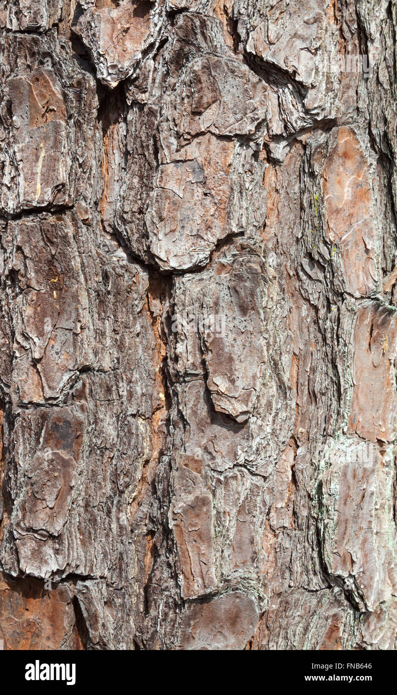 Wood and tree texture or background Stock Photo - Alamy