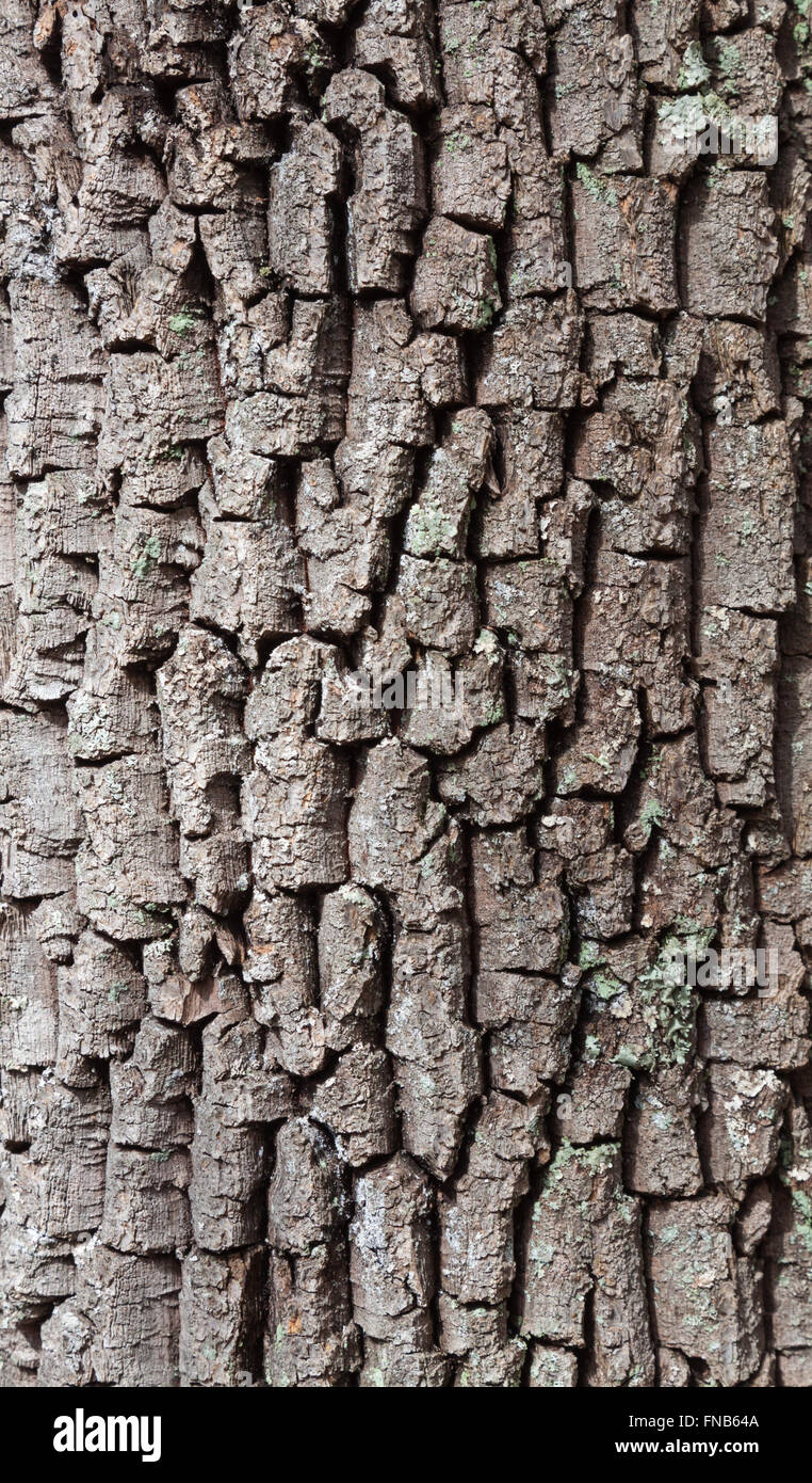 Wood and tree texture or background Stock Photo - Alamy