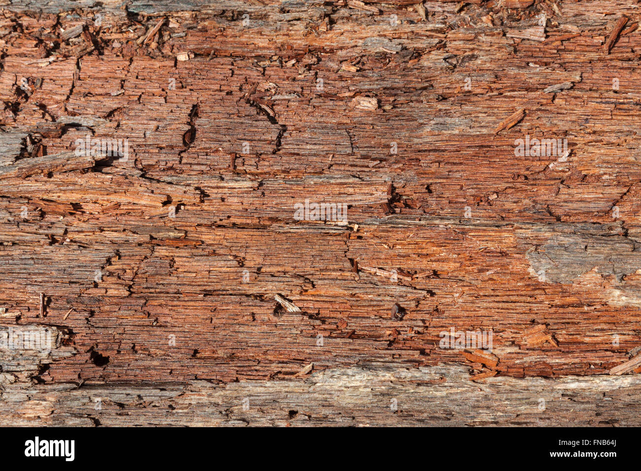 Wood and tree texture or background Stock Photo - Alamy