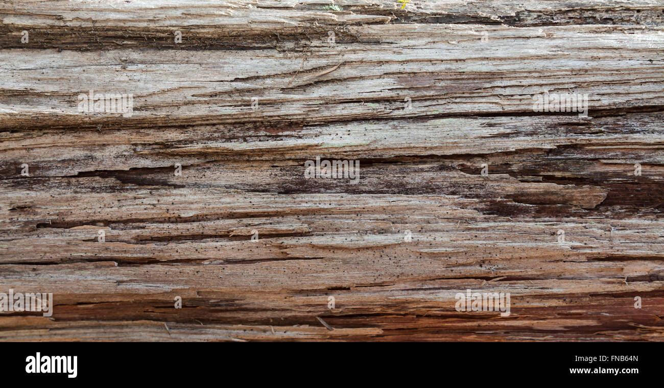Wood and tree texture or background Stock Photo - Alamy