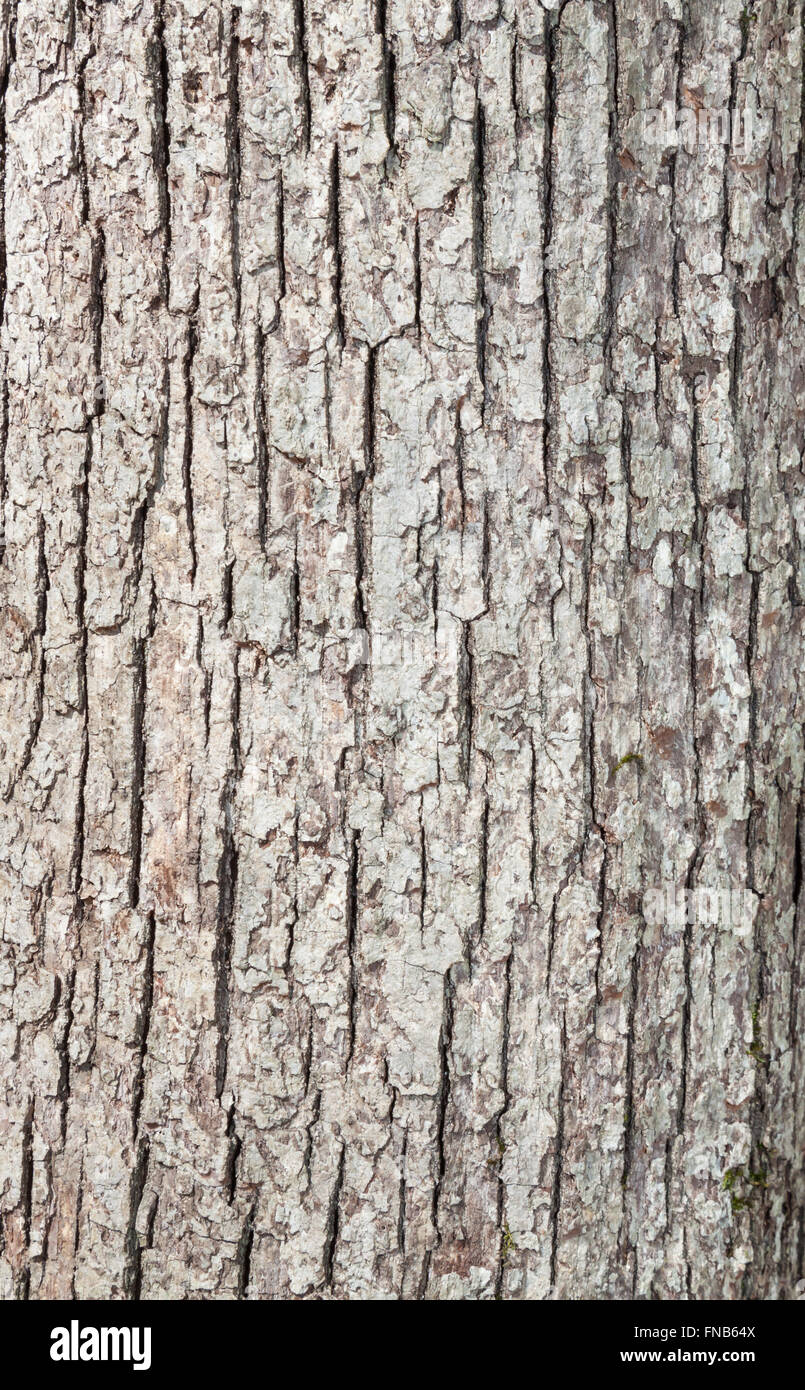 Wood and tree texture or background Stock Photo - Alamy