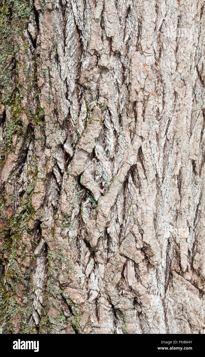 Wood and tree texture or background Stock Photo - Alamy